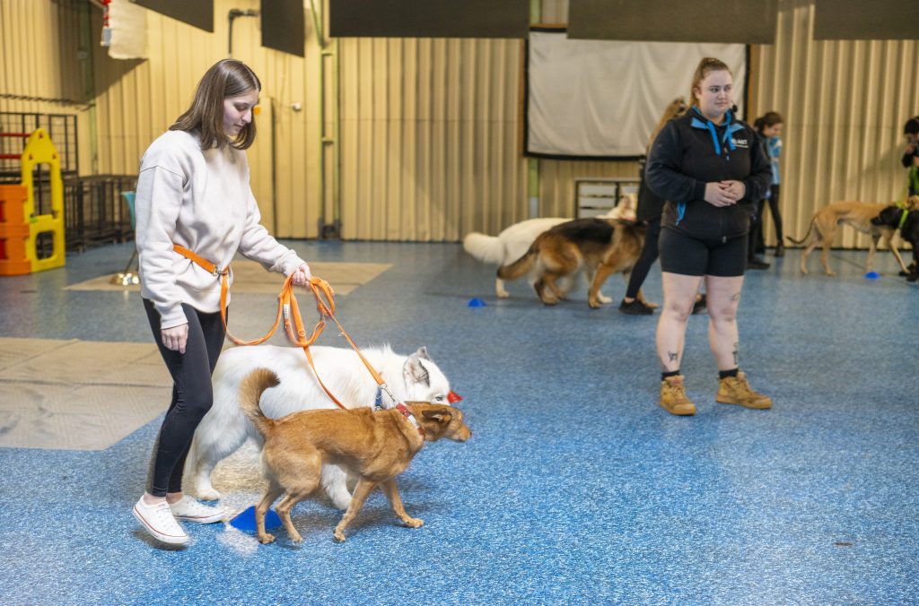 PawFect Pair- A Workshop for Multi-dog homes with two dogs or more ...