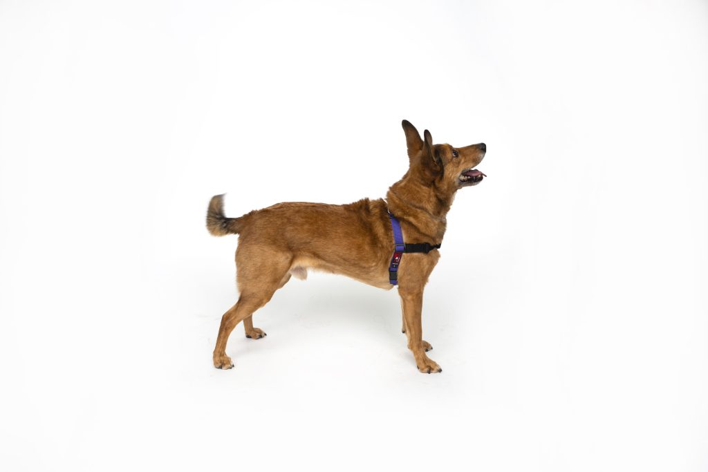 Front Attach Harness - Advance Behavioural Training
